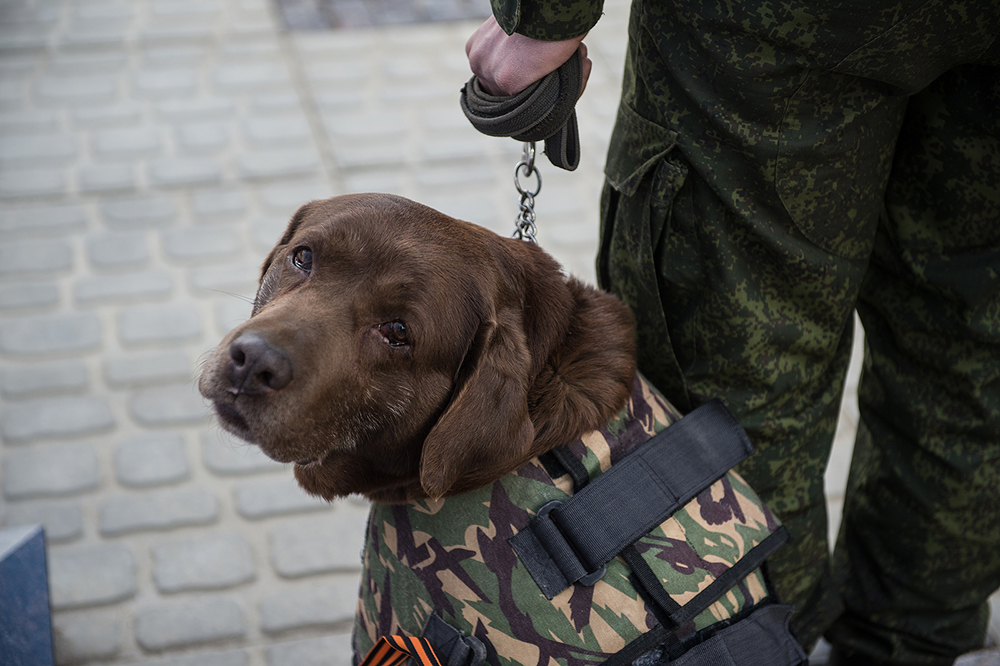 Who We Serve - Service Dogs Saving Lives